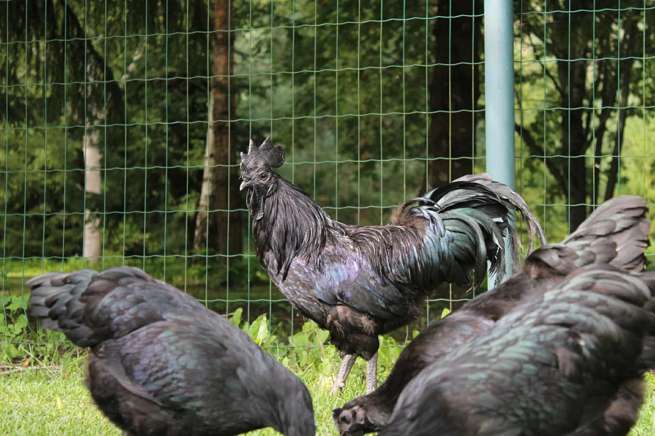 Ayam Cemani – KanadeKraam